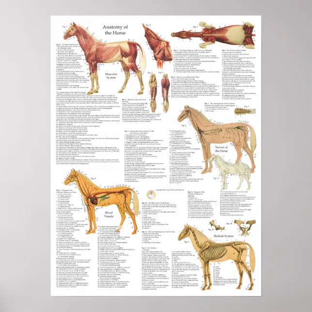 Anatomie der Pferde Knochen Arterien 18 X 24 Poster | Zazzle.de