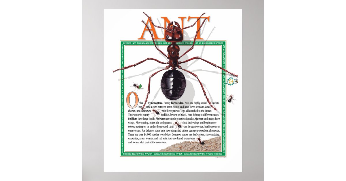 Ant Poster | Zazzle.de