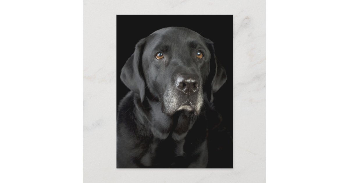 Black Labrador Retriever Puppy Doppy Postcard Postkarte | Zazzle.de