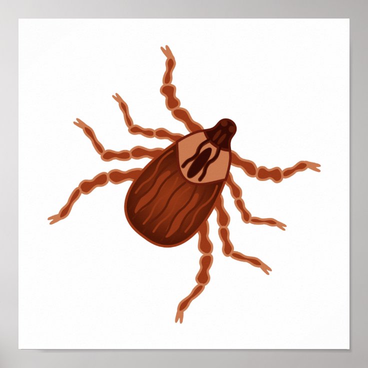 Crawly Realistic Tick Illustration Poster | Zazzle.de