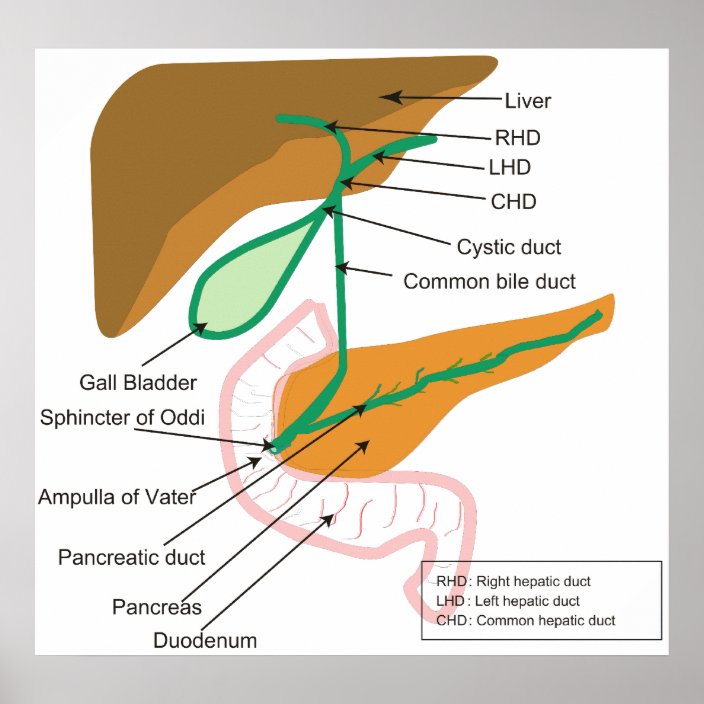 Diagramm des menschlichen Gallensystems-Gallenwegs Poster | Zazzle.de