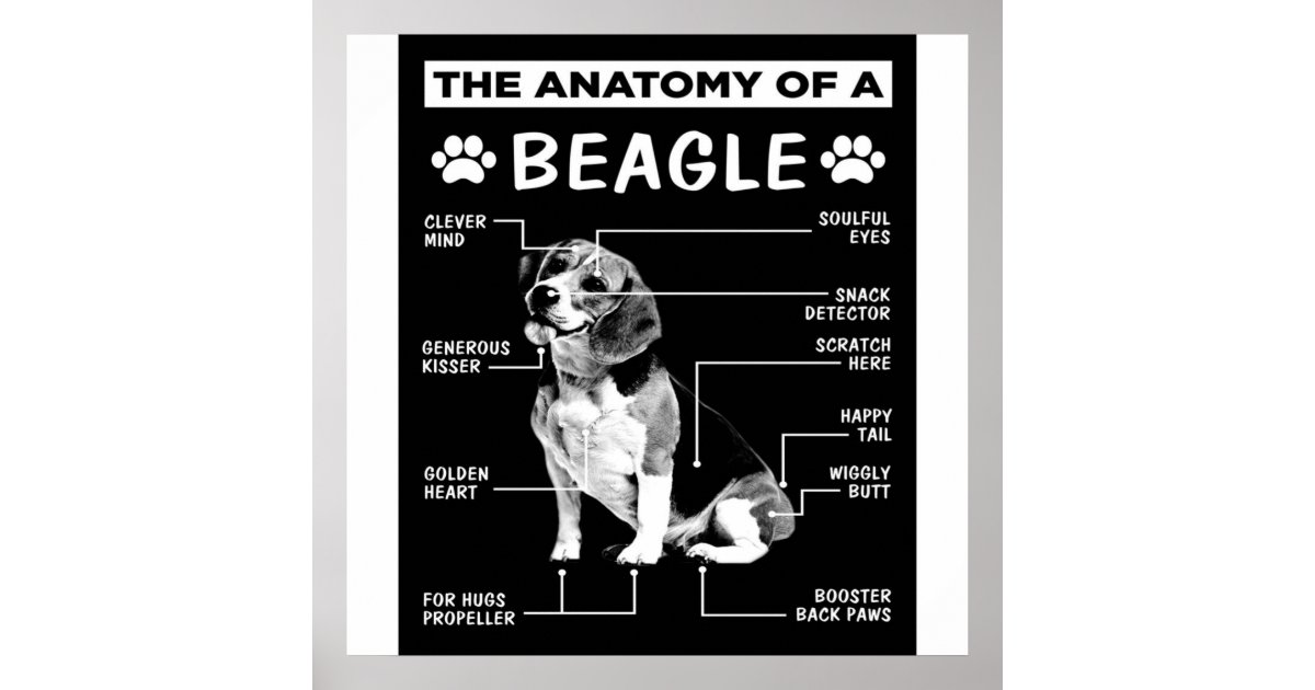 Die Anatomie eines Beagle-Hundes Poster | Zazzle.de