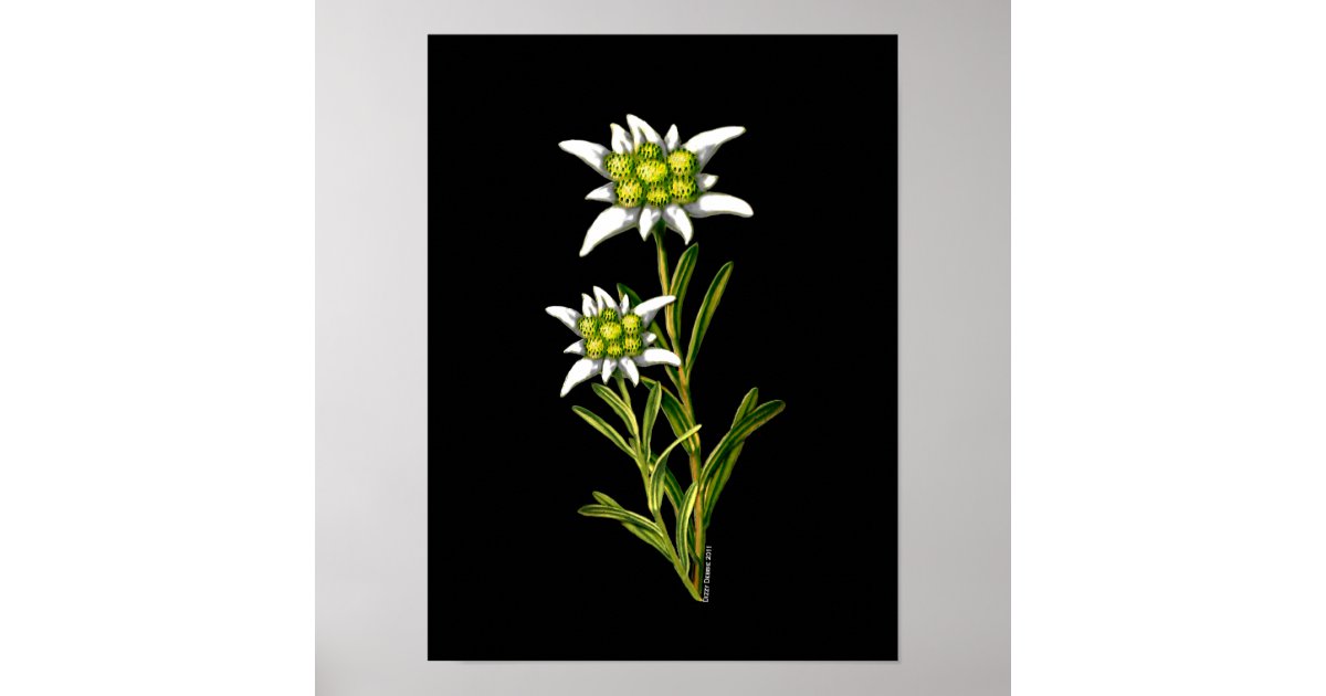 Edelweiss Artwork Print Poster | Zazzle.de