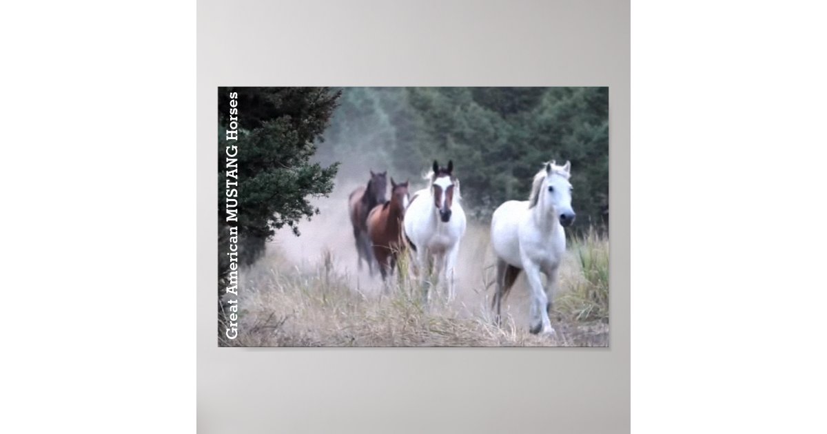 Great American MUSTANGS Wilde Pferde Poster | Zazzle.de