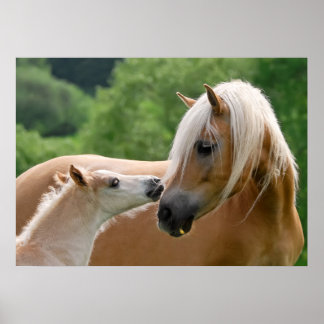 Pferde Poster-Designs | Zazzle.de