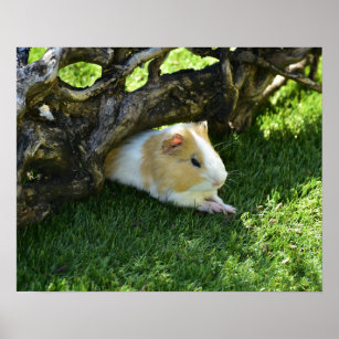 Hamster Poster | Zazzle.de