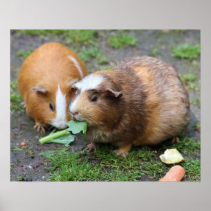 Hamster Poster | Zazzle.de