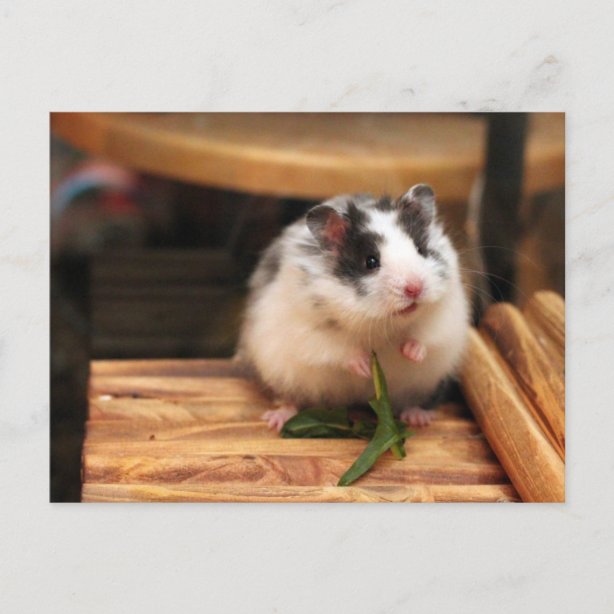 Hamster Poster | Zazzle.de