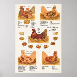 Diagramm Poster | Zazzle.de