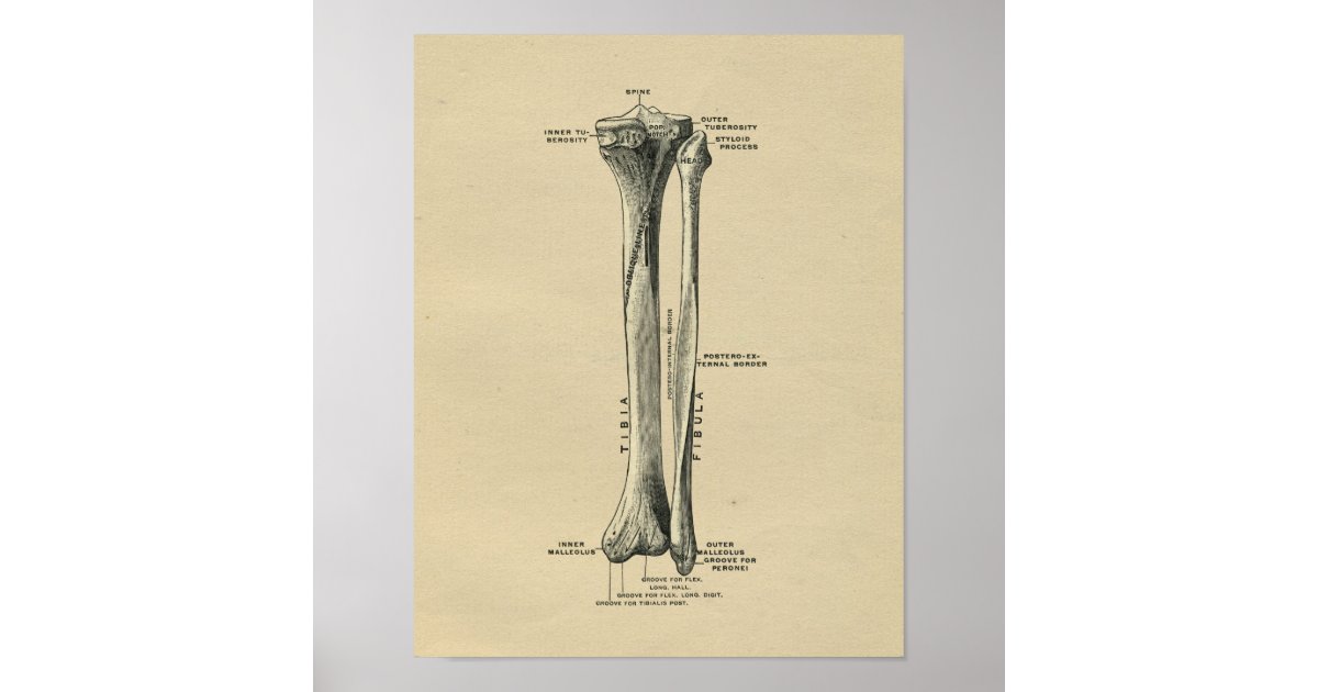 Human Tibia Anatomy 1902 Vintag Print Poster | Zazzle.de