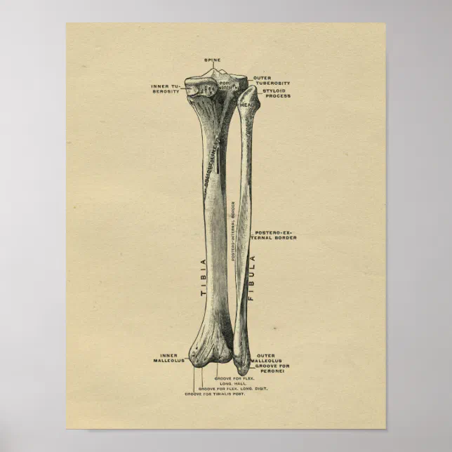 Human Tibia Anatomy 1902 Vintag Print Poster | Zazzle.de