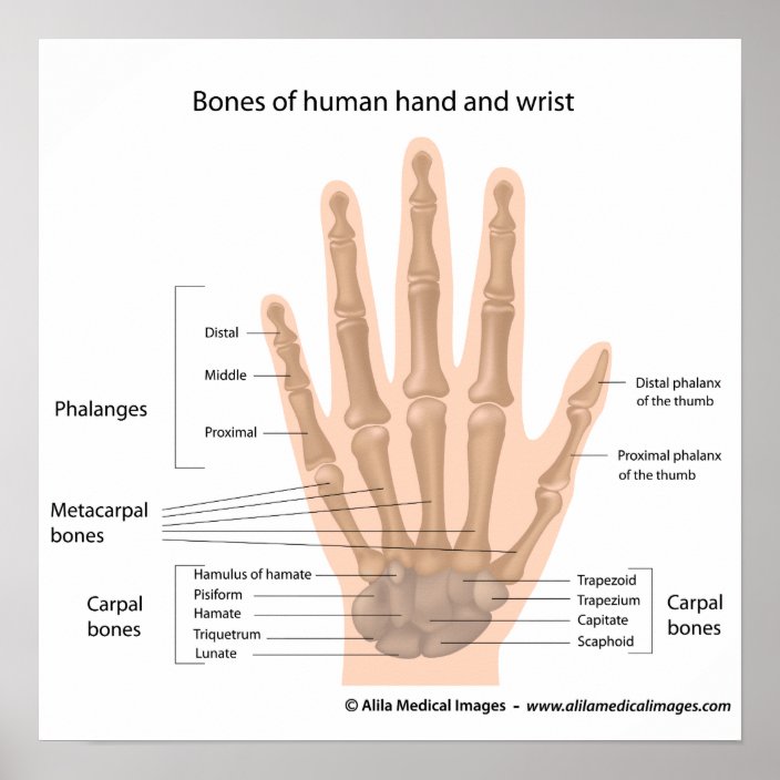 Knochen der Hand, beschriftet Diagramm Poster | Zazzle.de