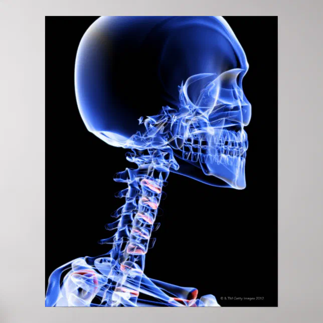 Knochen des Kopfes und des Nackens Poster | Zazzle.de