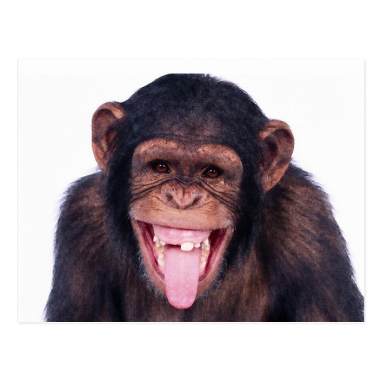 Lachender Affe Postkarte | Zazzle.de