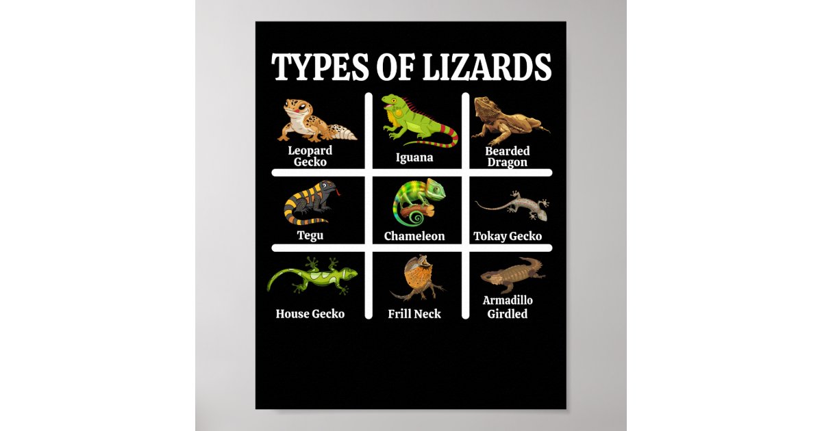 Lizards Reptilien Poster | Zazzle.de