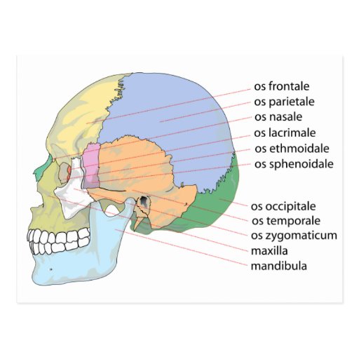 Menschliches Schädel-Knochen-Namen-Diagramm Postkarte | Zazzle