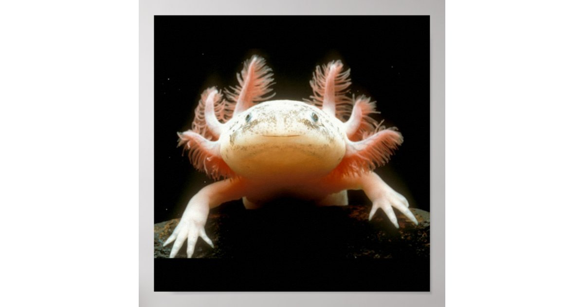 Mexikanischer Walking Fisch Poster | Zazzle.de