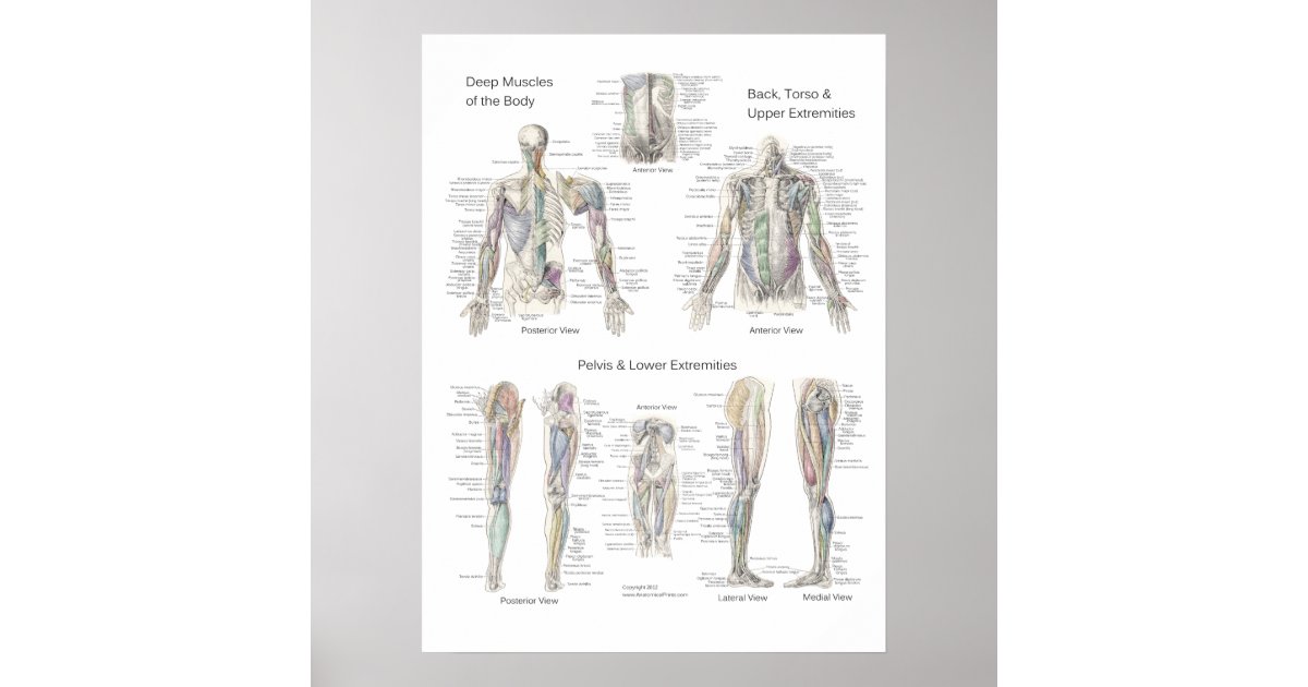 Muscle Anatomy Poster Deep Layers | Zazzle.de