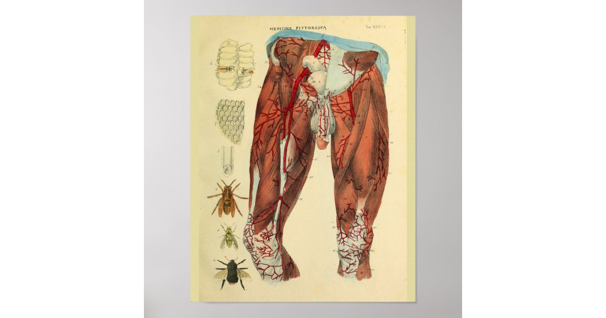 Muskeln Arteries Bienen Anatomie Kunst drucken Poster | Zazzle.de