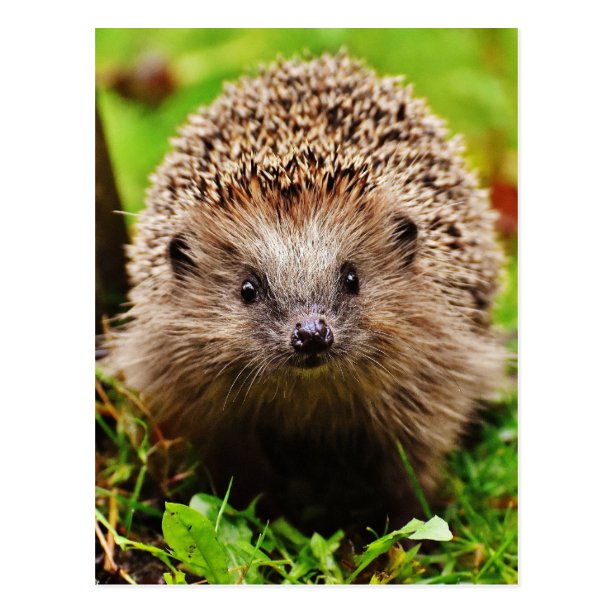 Igel Poster | Zazzle.de