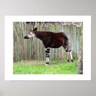 Okapi Poster | Zazzle.de