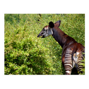 Okapi Poster | Zazzle.de