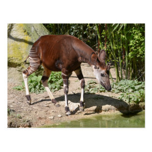 Okapi Poster | Zazzle.de