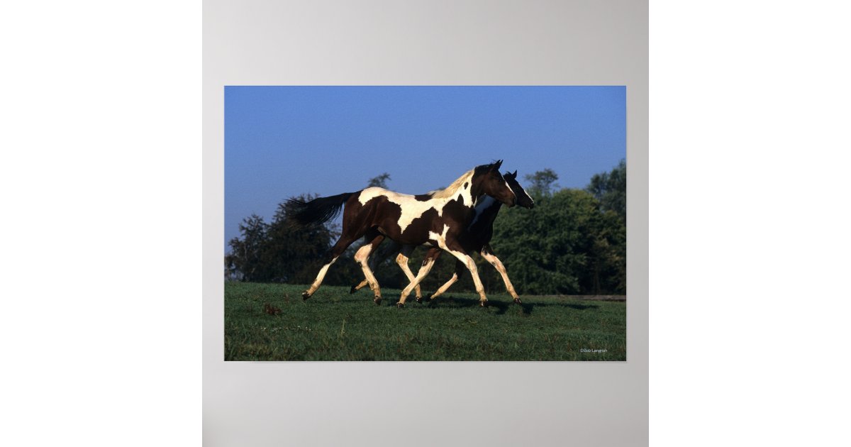 Paint Yearlings Running Poster | Zazzle.de