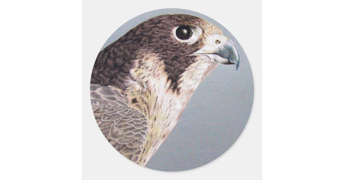 Peregrine Falcon Sticker | Zazzle.de