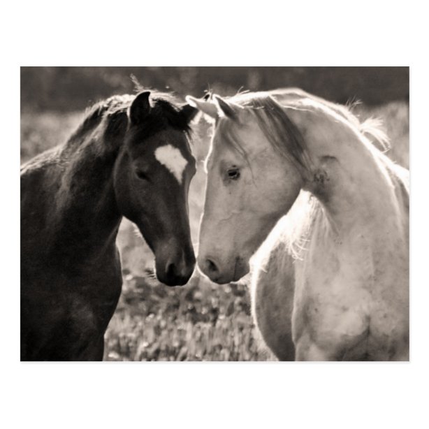 Pferde Poster | Zazzle.de
