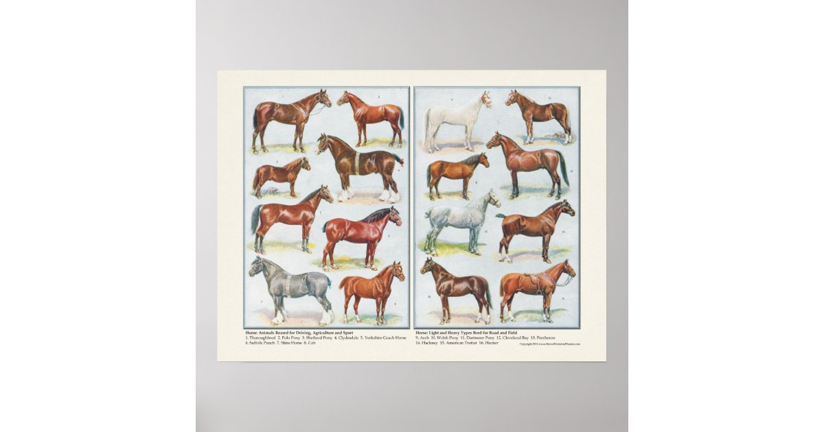 Pferdeposter Poster | Zazzle.de