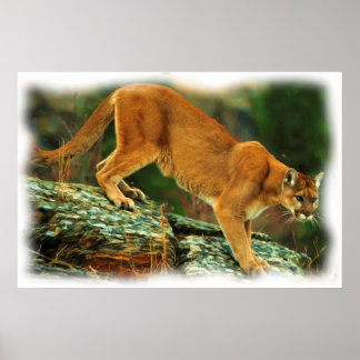 Puma Poster | Zazzle.de