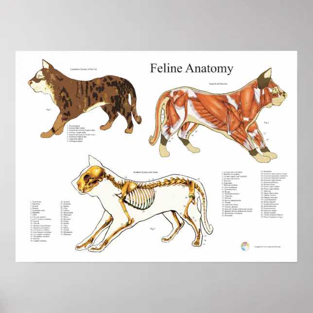 Skelettmuskulatur-Anatomie der Katze Poster | Zazzle.de