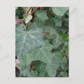 Englischer Efeu Karten | Zazzle.de