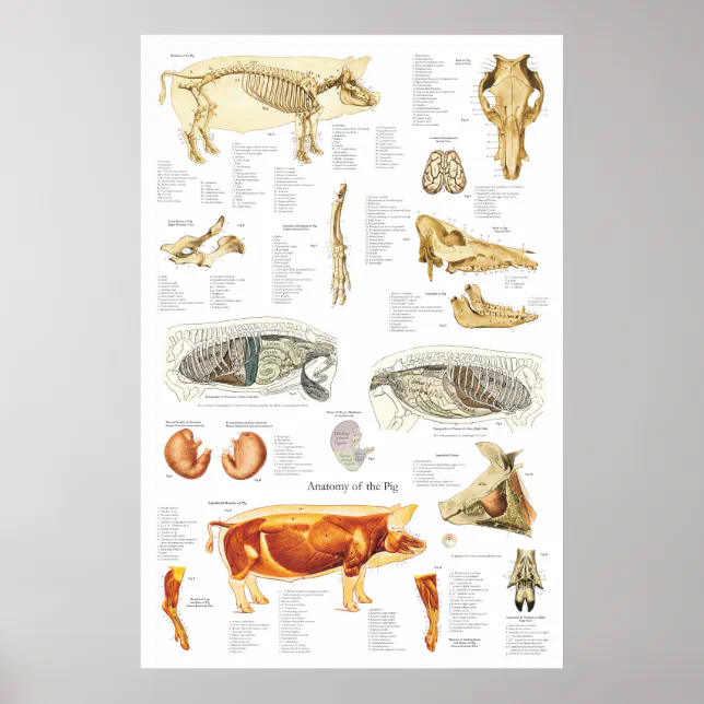 Tierdiagramm zur Anatomie der Skelettmuskulatur Poster | Zazzle.de