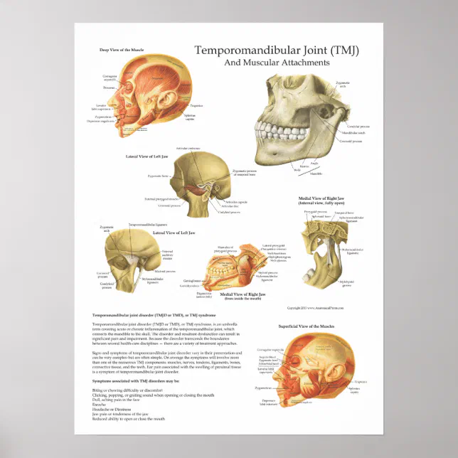 TMJ Anatomie Muskelanatomie Diagramm Arzt Poster | Zazzle.de