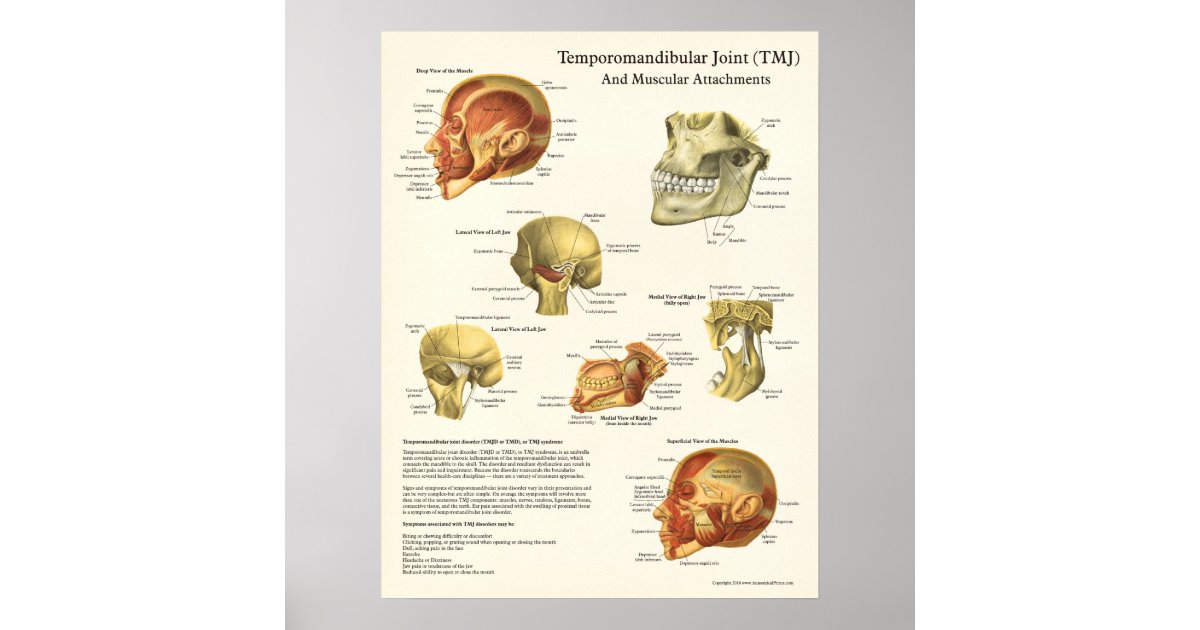 TMJ Anatomie und Muskelbefestigungen Poster | Zazzle.de