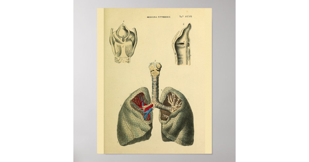 Trachea Anatomie Kunst Print Poster | Zazzle.de