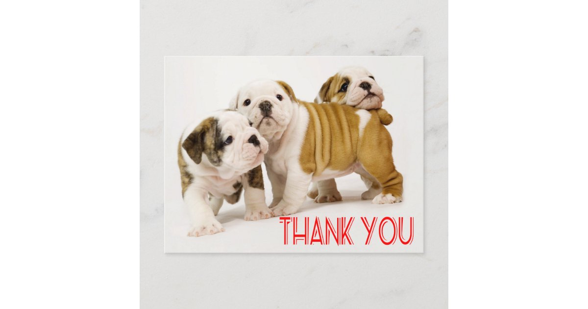 Vielen Dank Englisch Bulldog Puppy Dogs Postcard Postkarte | Zazzle.de