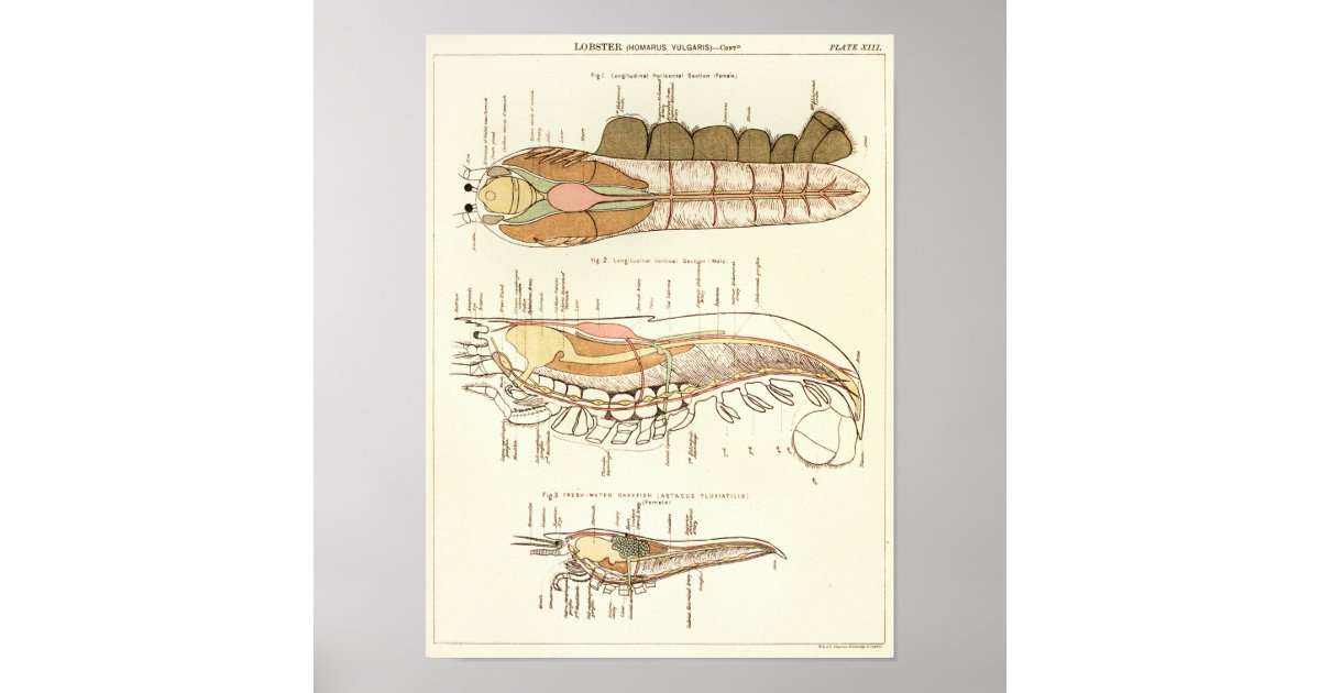 Vintag 1881 Hummer Biologie Anatomie Druck Poster | Zazzle.de