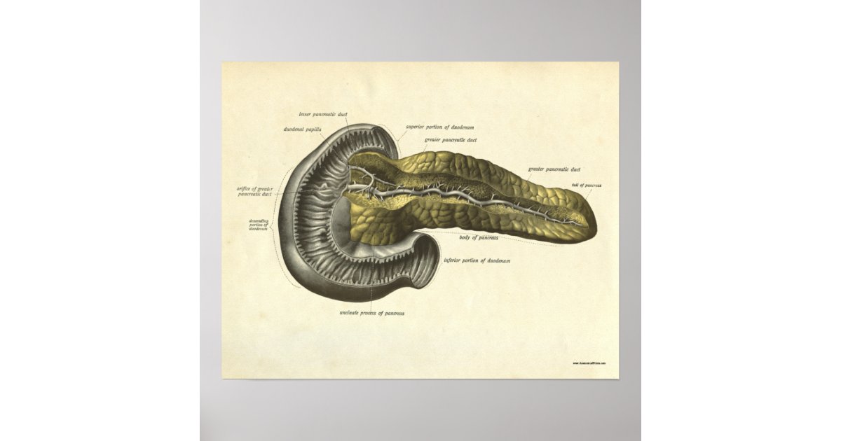 Vintage Human Anatomy Print Pancreas Poster | Zazzle.de