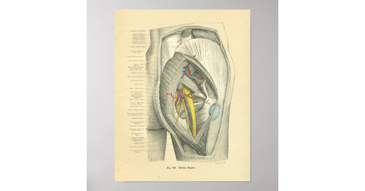 Vintage Morbus Frohse Anatomie von Angesagt & Leg Poster | Zazzle.de