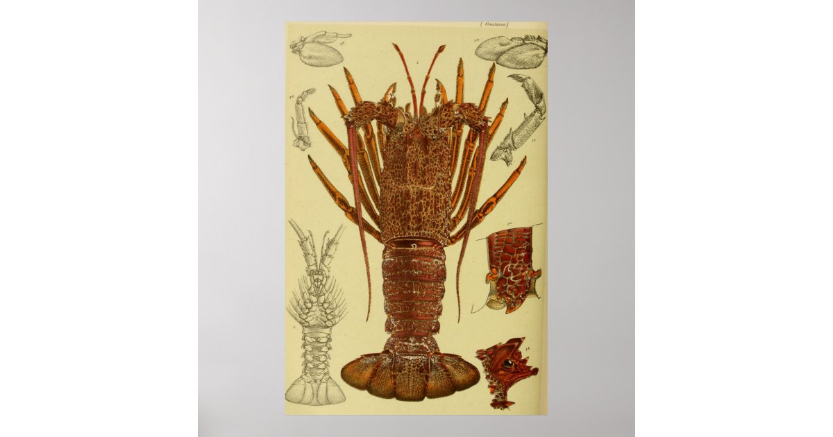 Vintages Hummer-Anatomie-Diagramm (1890) Poster | Zazzle.de