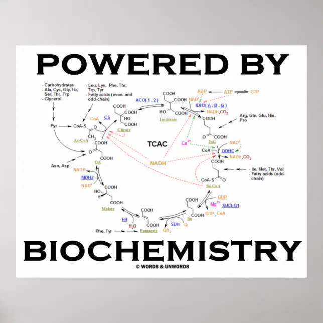 Von der Biochemie angetrieben (Krebs-Zyklus) Poster | Zazzle.de