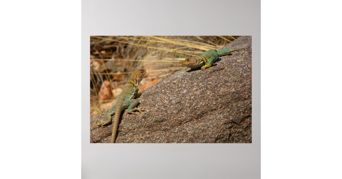 Western Collared Lizards in Colorado Poster | Zazzle.de