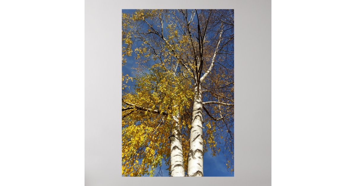 zwei Birken Poster | Zazzle.de