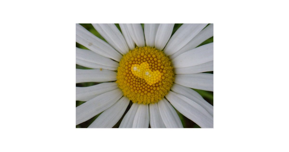 Zwei Herzen auf Gänseblümchen Postkarte | Zazzle.de Zwei Herzen auf Gänseblümchen Postkarte | Zazzle.de